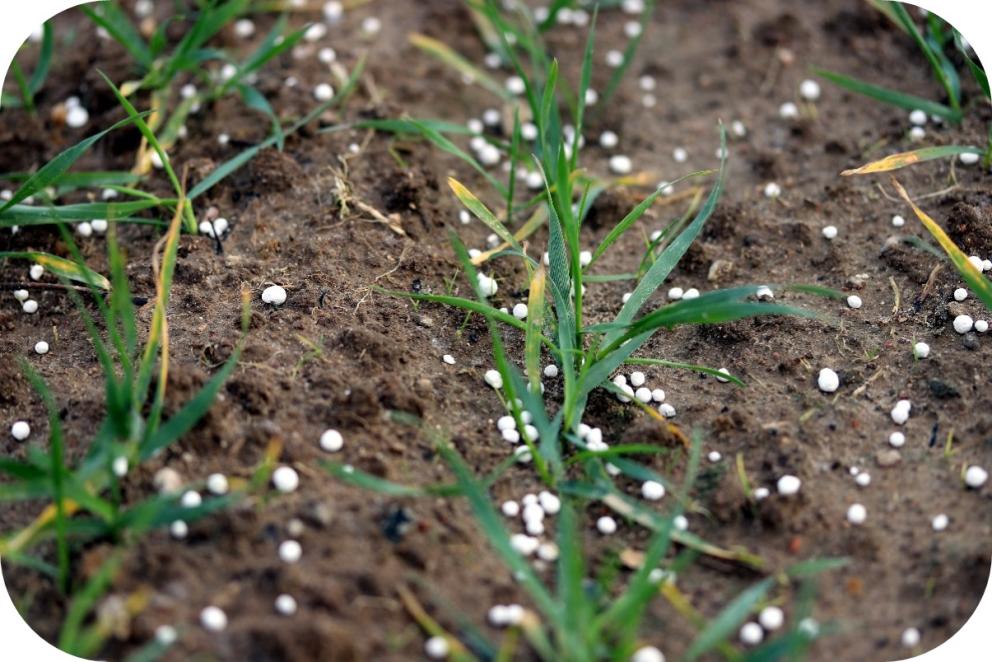 Nitrogen and agriculture – where do we stand? | Farming Connect