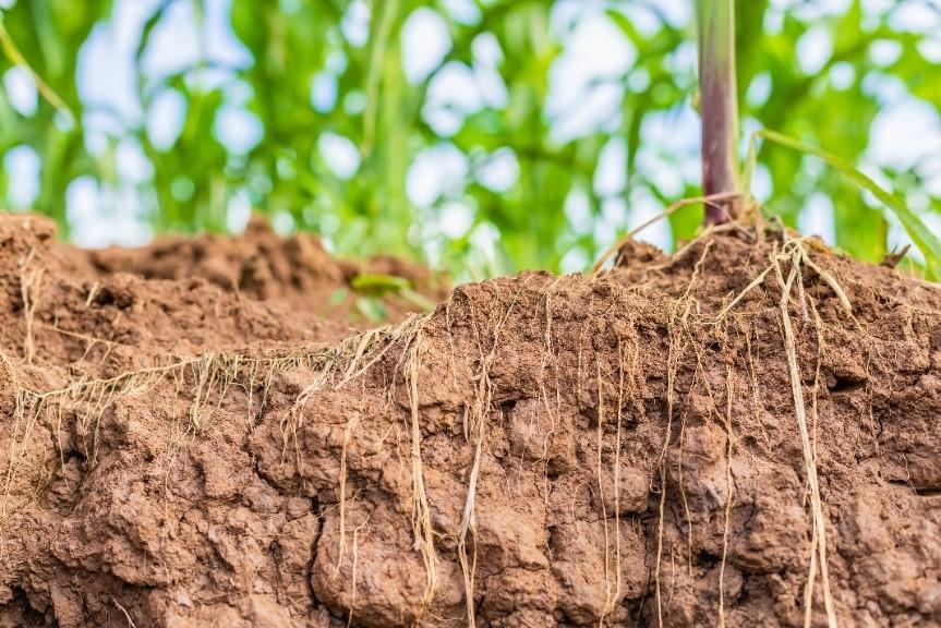 Drought resistant crops for the future | Farming Connect