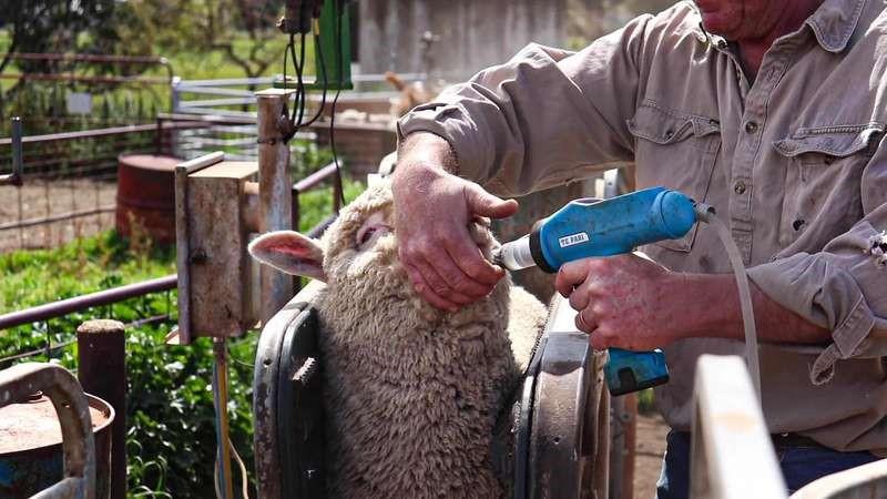 Gastrointestinal roundworms in cattle – consequences, cause, and ...