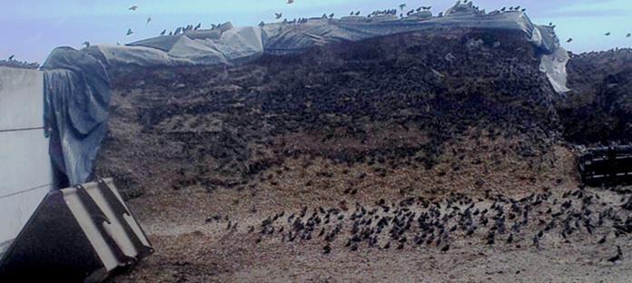 Starlings on Farm: Strategies to Protect and Control | Farming Connect