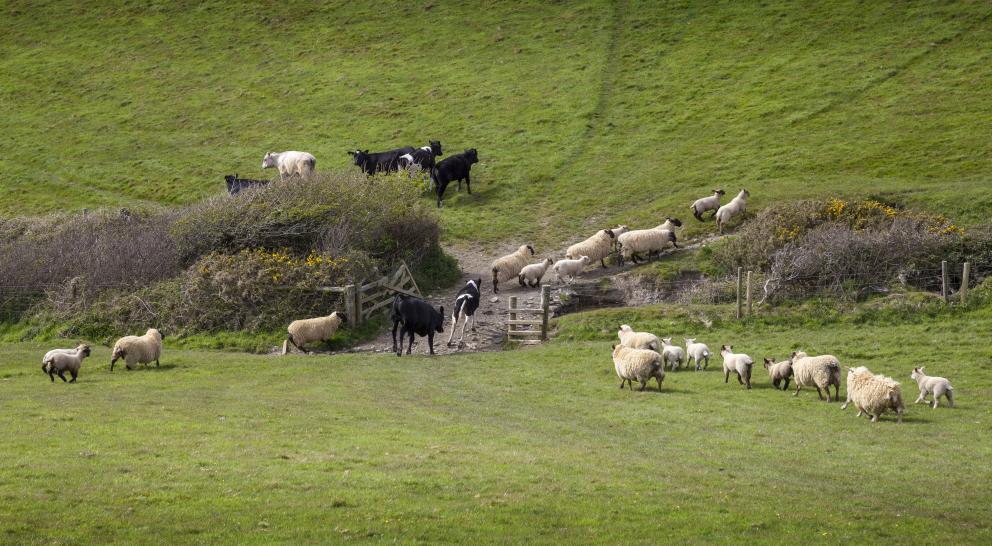 The benefits of mixed grazing approaches in grassland-livestock systems ...