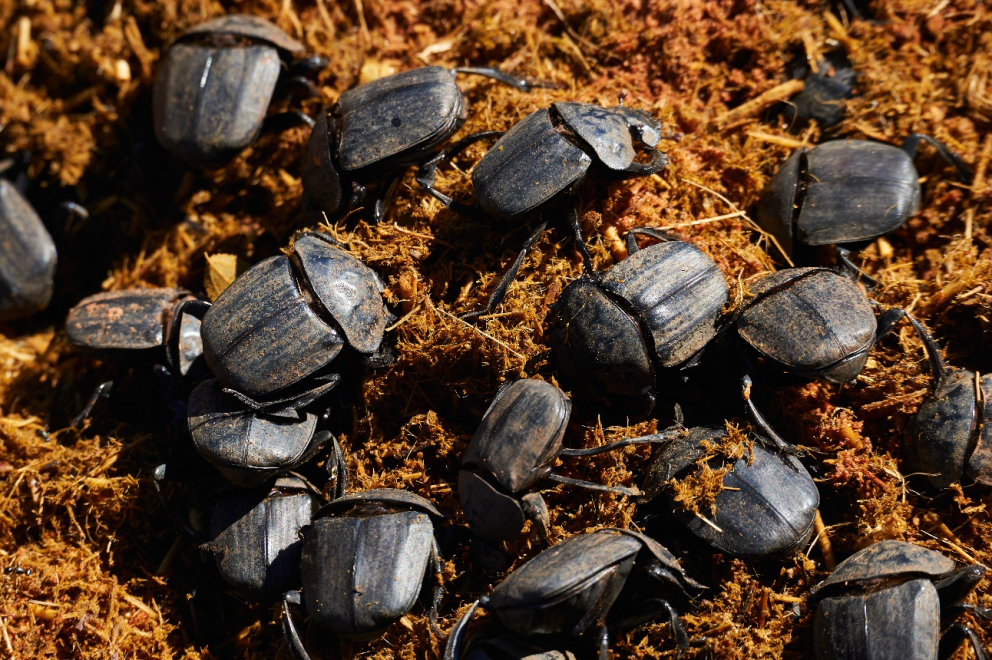 Dung, drugs and disease: the interaction between dung beetles and ...