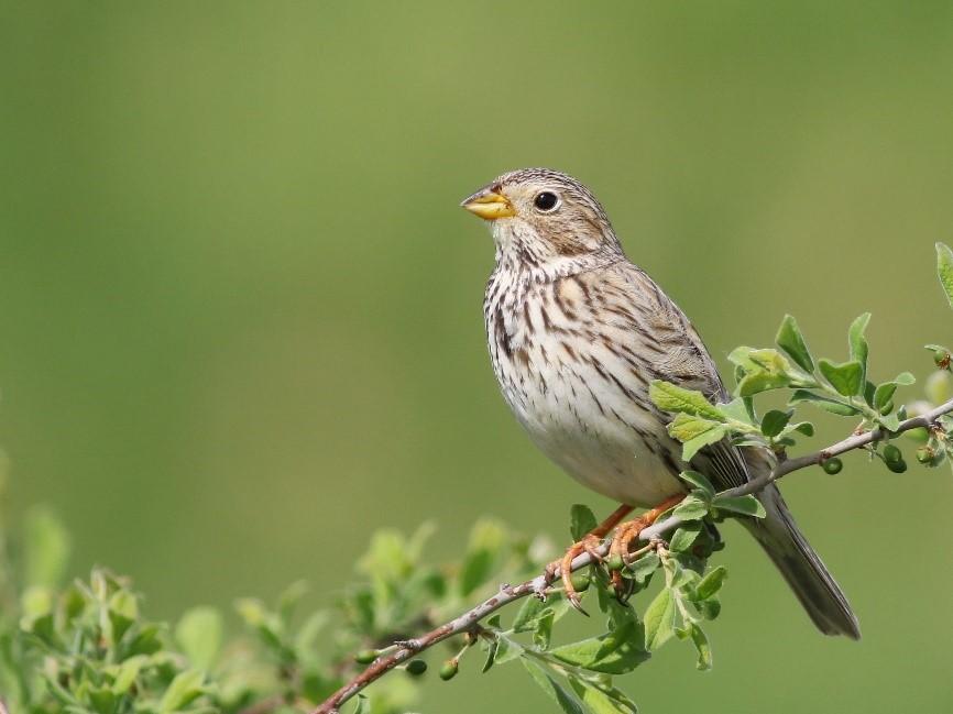 Supporting farmland birds: Supplementary feeding and long-term habitat ...