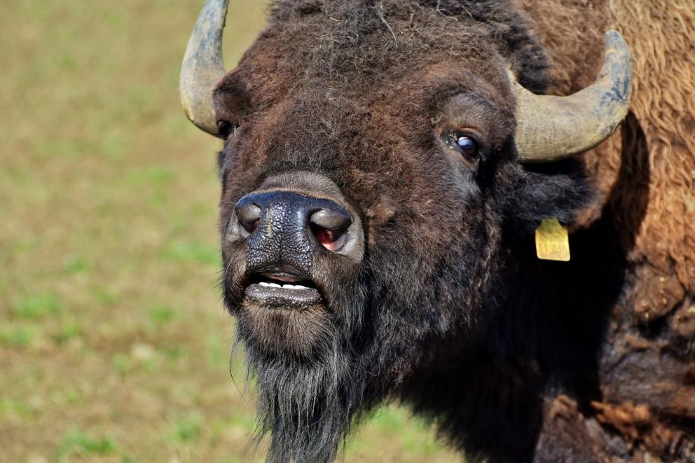 Developing a blueprint for controlling malignant catarrhal fever (MCF ...