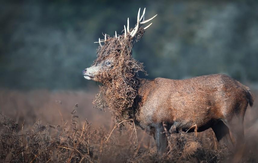 Battling Bracken: Control and alleviation strategies | Farming Connect