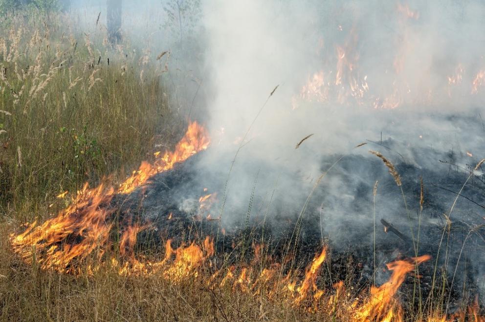 Battling Bracken: Control and alleviation strategies | Farming Connect