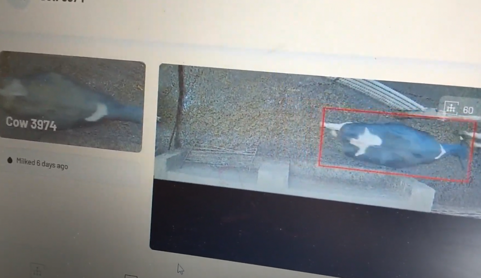 Erw Fawr CattleEye camera in operation | Farming Connect