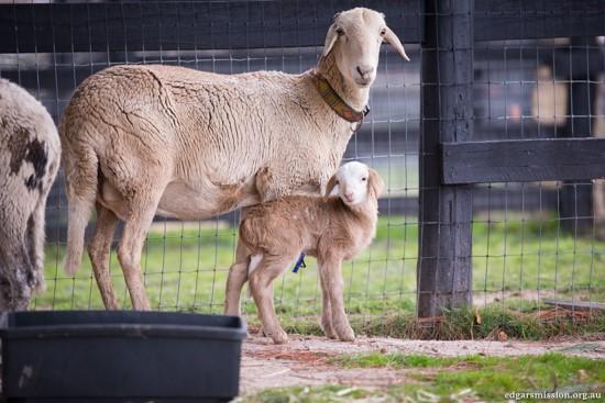 The fat-tail sheep and its introduction to Wales | Farming Connect
