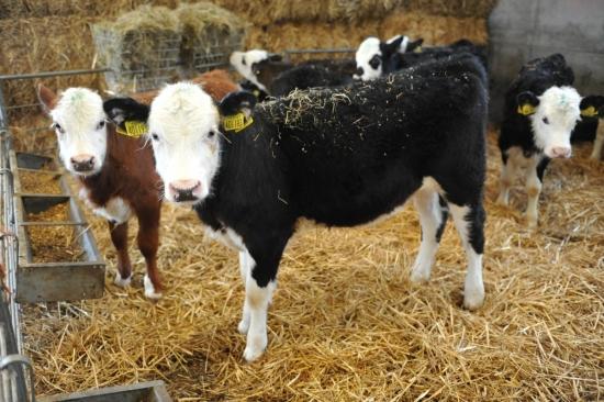 Animal Health | Farming Connect