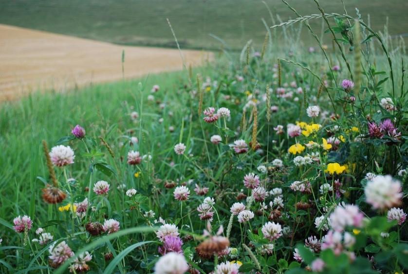 The importance of biodiversity and wildlife on farmland | Farming Connect