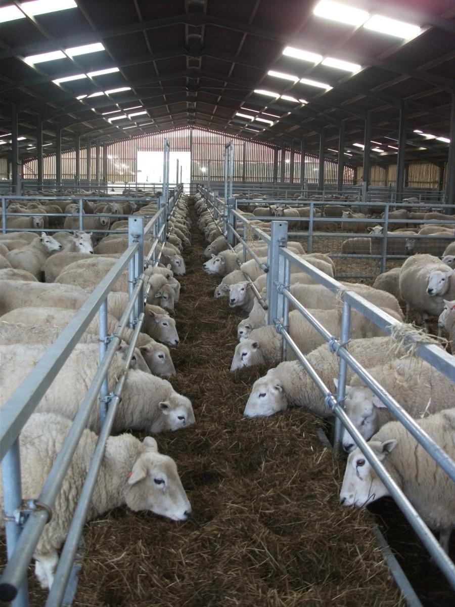 Meeting the ewes nutritional needs and maximizing lamb performance ...