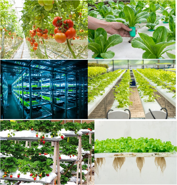 Growing without soil – An overview of hydroponics | Farming Connect