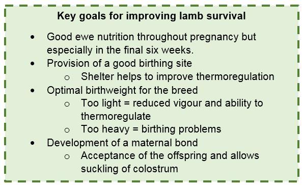 Improving lamb survival | Farming Connect