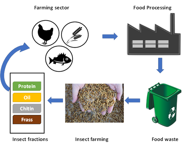 Future potential of insect farming | Farming Connect