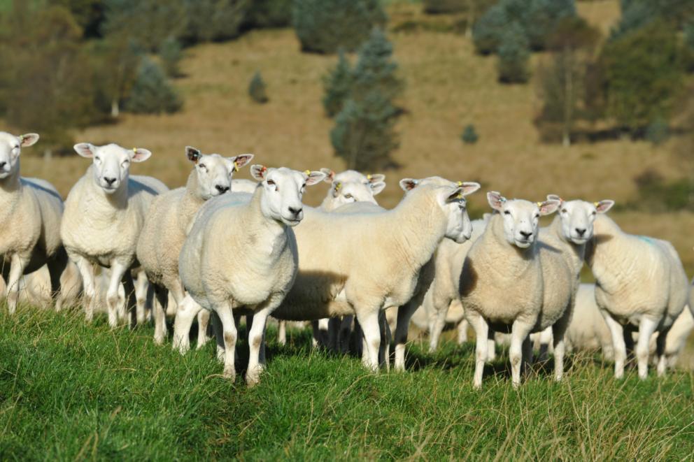 Farming Connect Focus Site saves £4/ewe off its pre-lambing feed costs ...