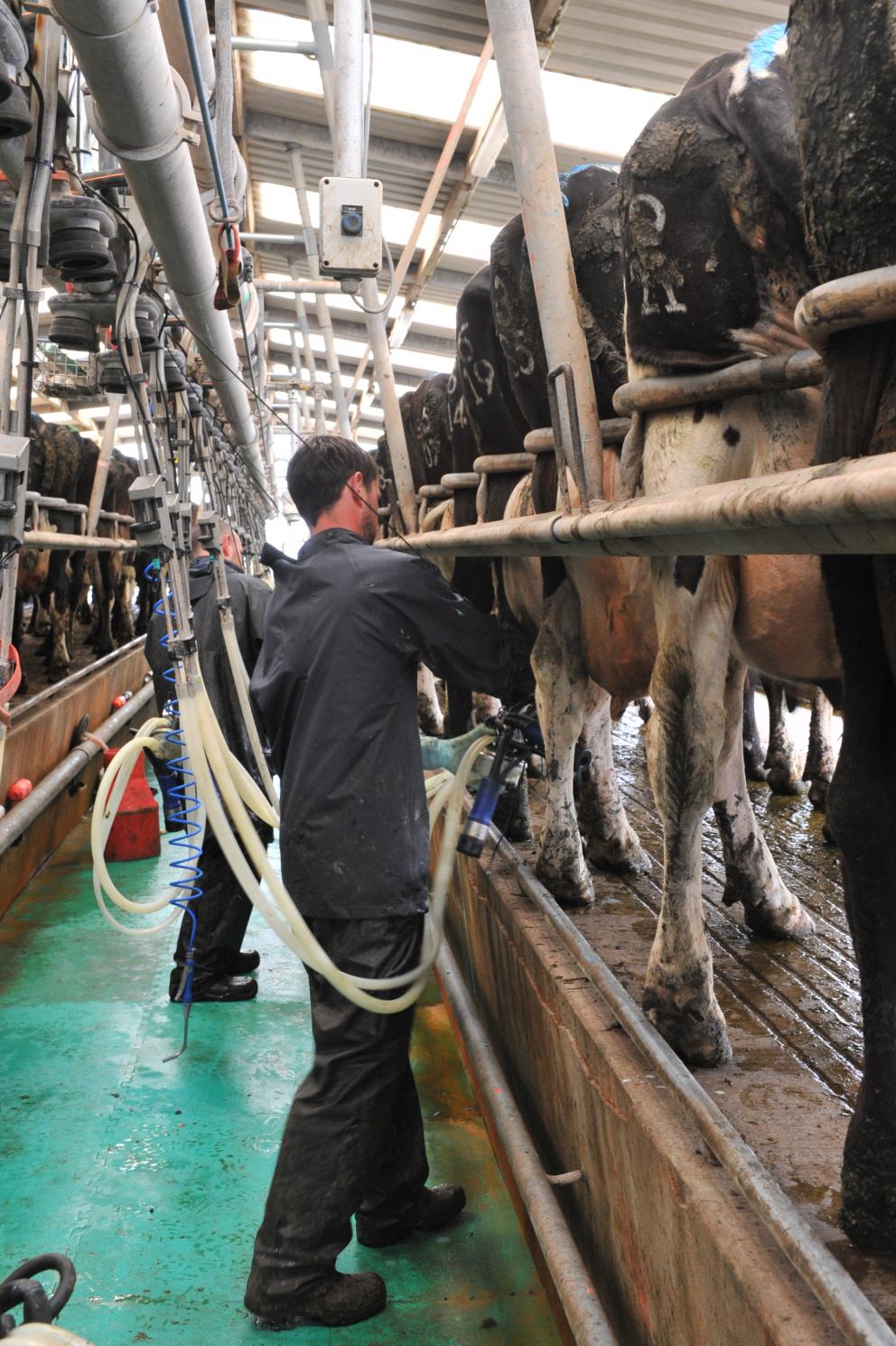Welsh dairy farmers encouraged to form producer organisations | Farming ...
