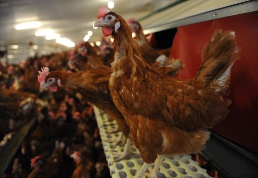 Poultry manure management | Farming Connect