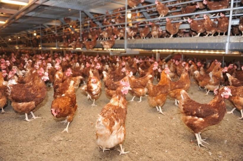 Poultry manure management | Farming Connect