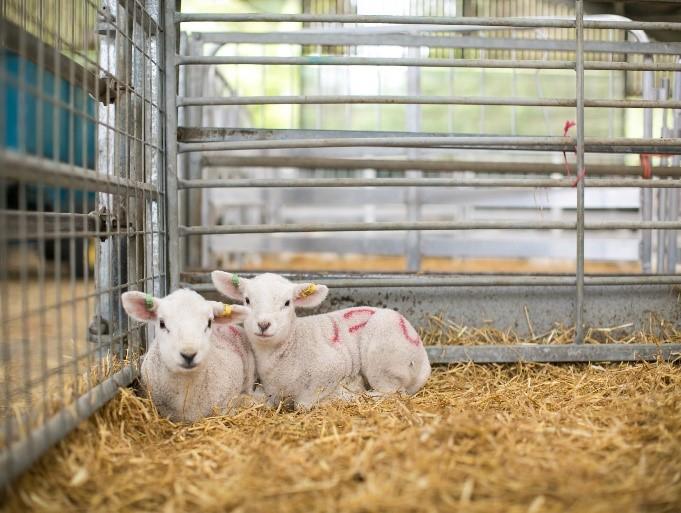 The nutritional requirements of the ewe during gestation | Farming Connect