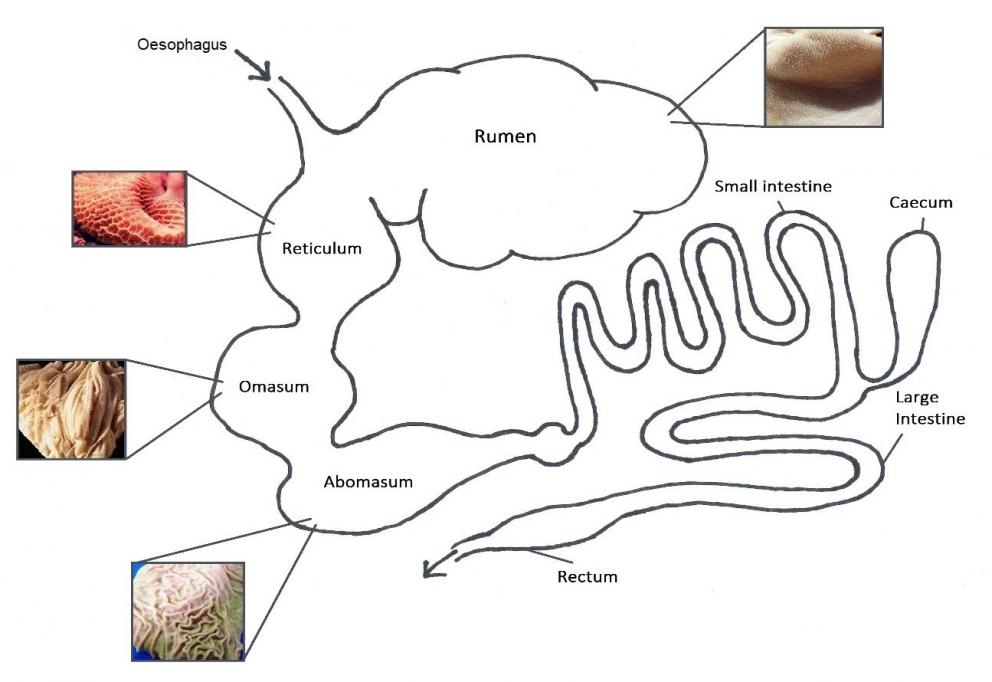 It’s a gut feeling: A healthy rumen is a healthy ruminant | Farming Connect