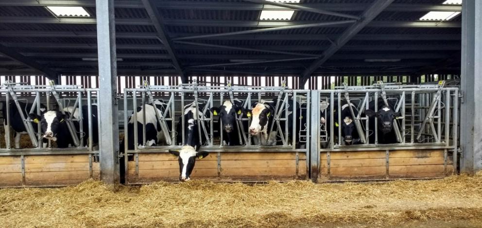 It’s a gut feeling: A healthy rumen is a healthy ruminant | Farming Connect
