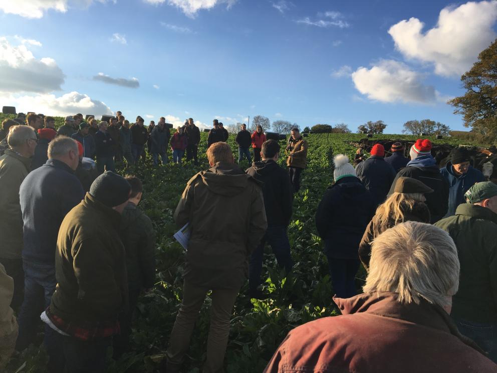 Fodder beet drives output on Powys farmer's forage-based system ...