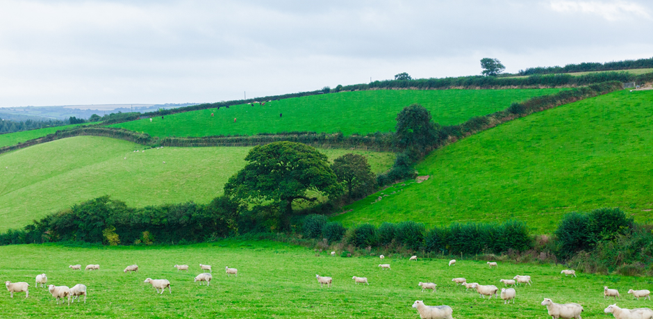 Land management and grazing for upland farms: incorporating more ...