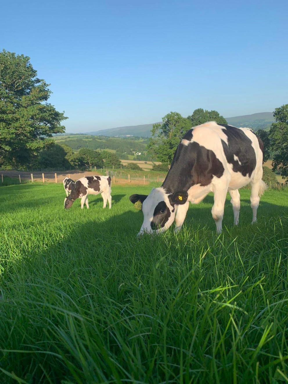 Llys Dinmael - Project Update | Farming Connect