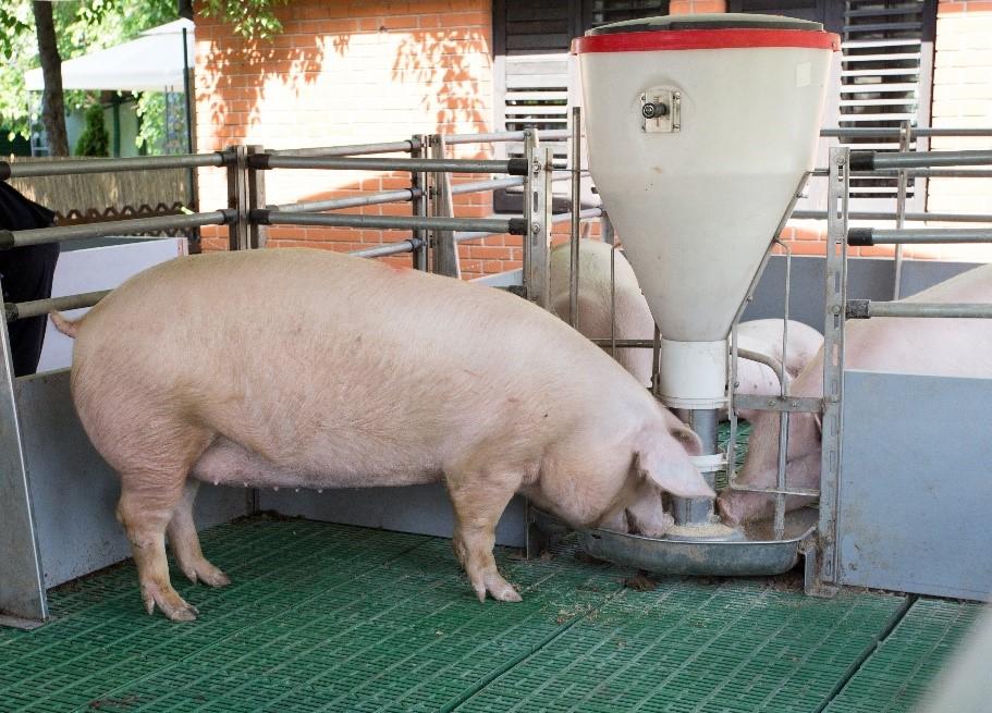 Part 2: Greenhouse gases produced in pig rearing | Farming Connect