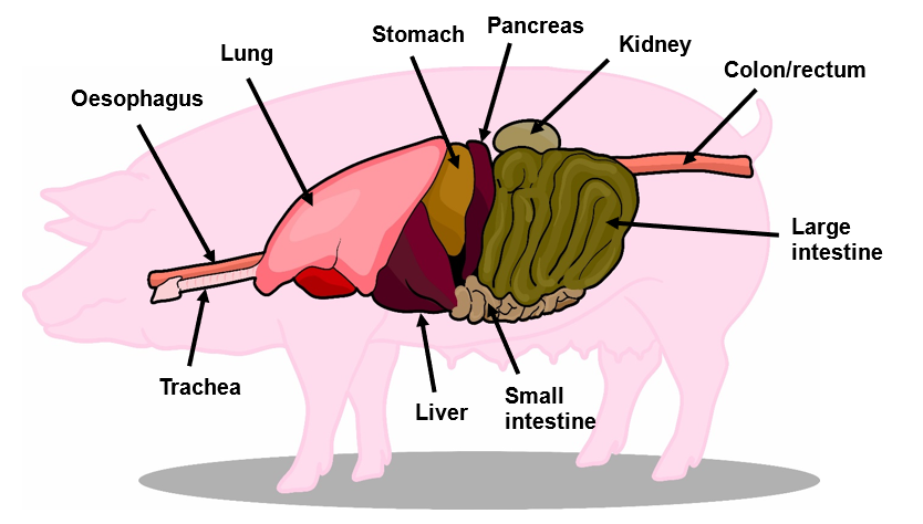 Pig Anatomy Diagram Part Worksheets