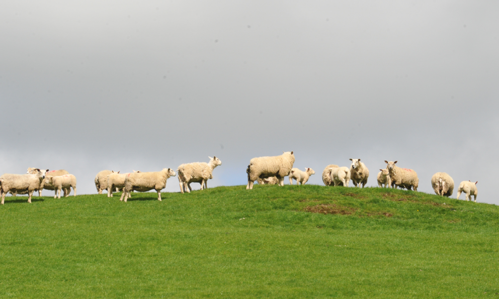 Sheep | Farming Connect