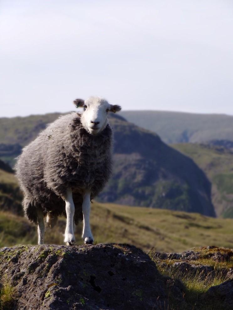 The use of wool in compost and other alternative applications | Farming ...