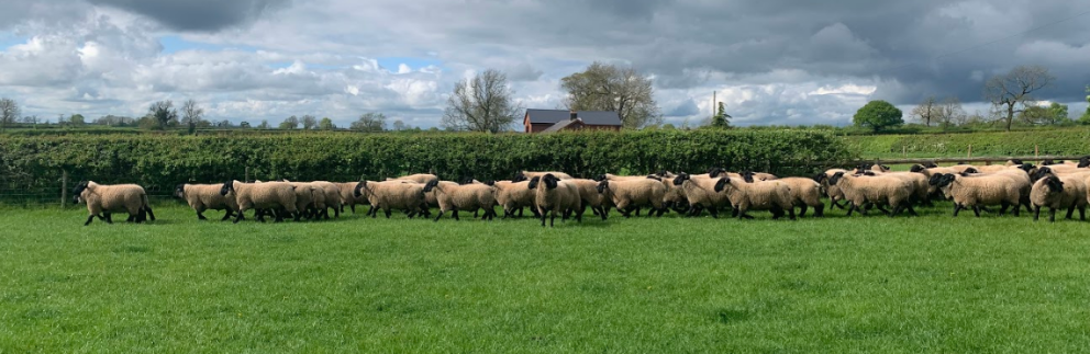 Farming Connect Study Visit - Glynllifon Agriculture and Engineering ...